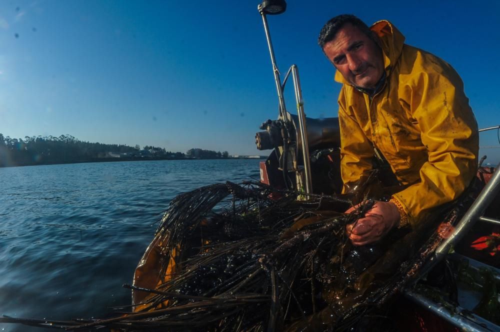 Pesca de chopo en la ría de Arousa - Faro de Vigo
