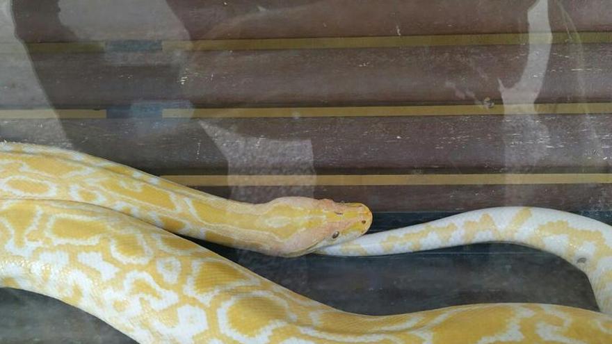 Capturan una pitón albina de 2,5 metros en Guadalupe - La Opinión de Murcia