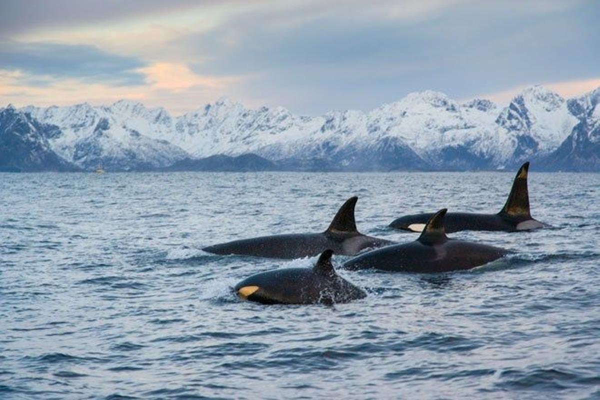 Las orcas de las Islas Lofoten - Viajar