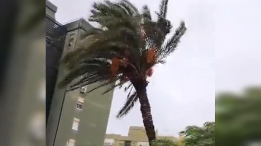 CAÍDA PALMERA SEVILLA | "Se ha caído, señores" el divertido vídeo en el ...