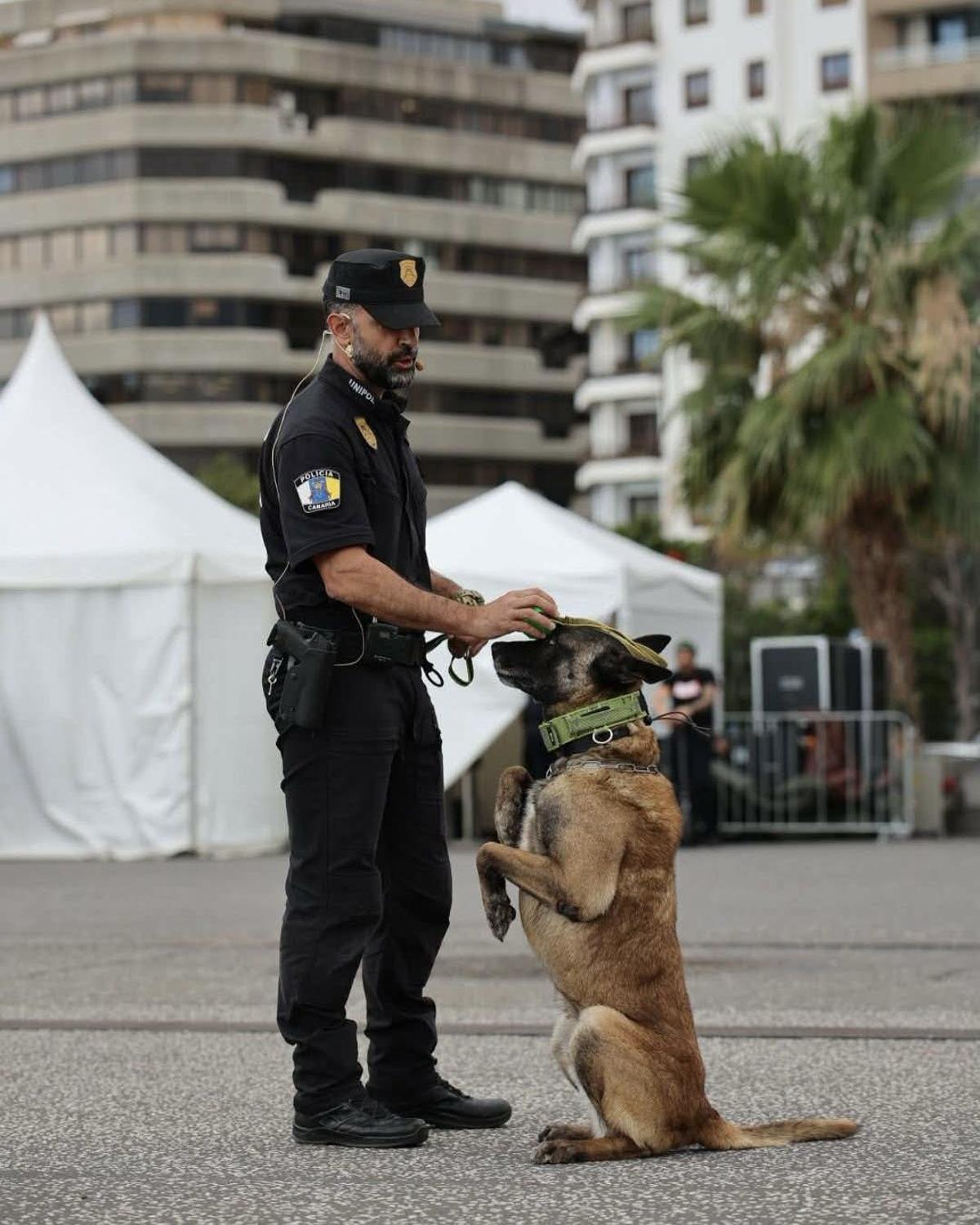'Teno', miembro de la Unidad Canina de la Policía Local de Santa Cruz ...