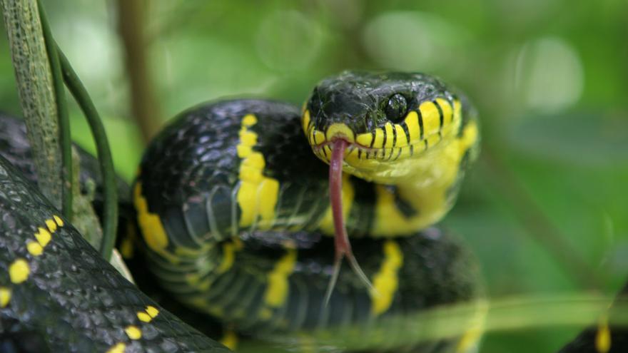 La isla de las cobras, un paraíso tal peligroso que está prohibido ...