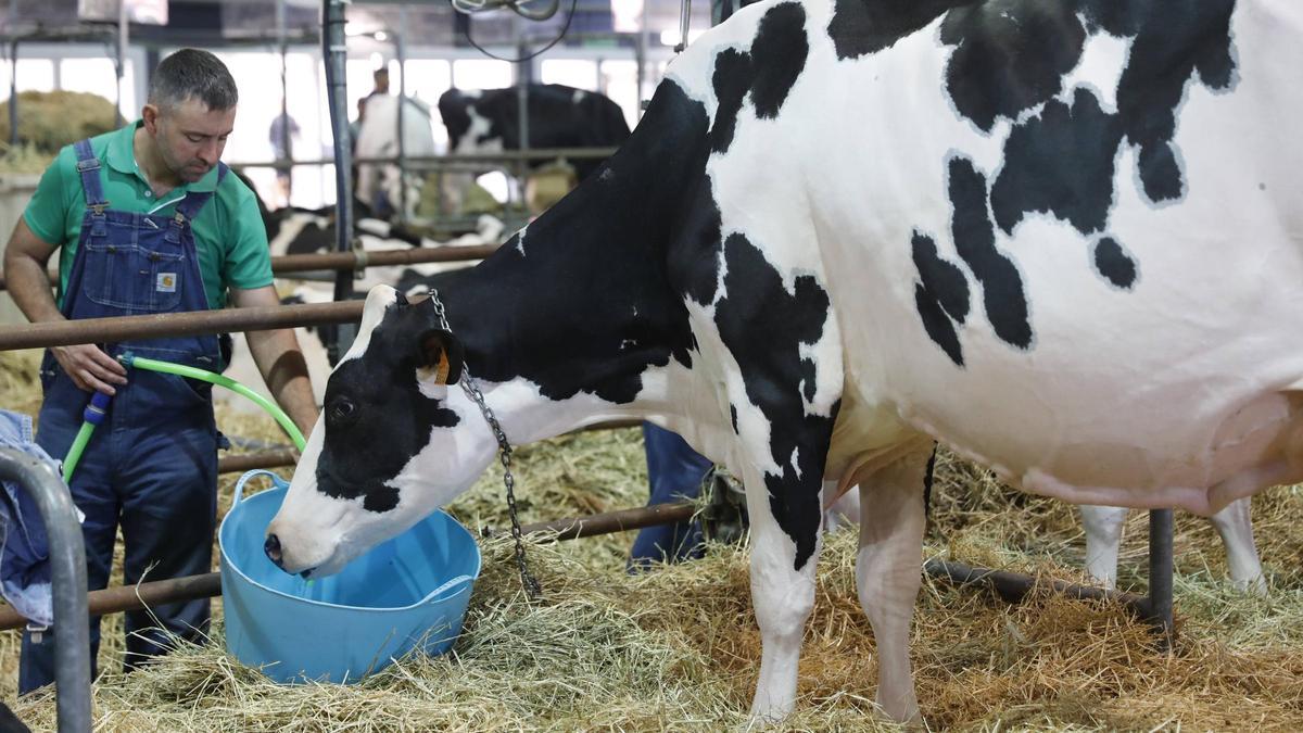 La bajada de la leche incita al abandono del campo, alerta el sector ganadero en Agropec