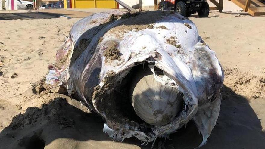 Aparece muerto un atún gigante a orillas del mar en La Manga - La ...