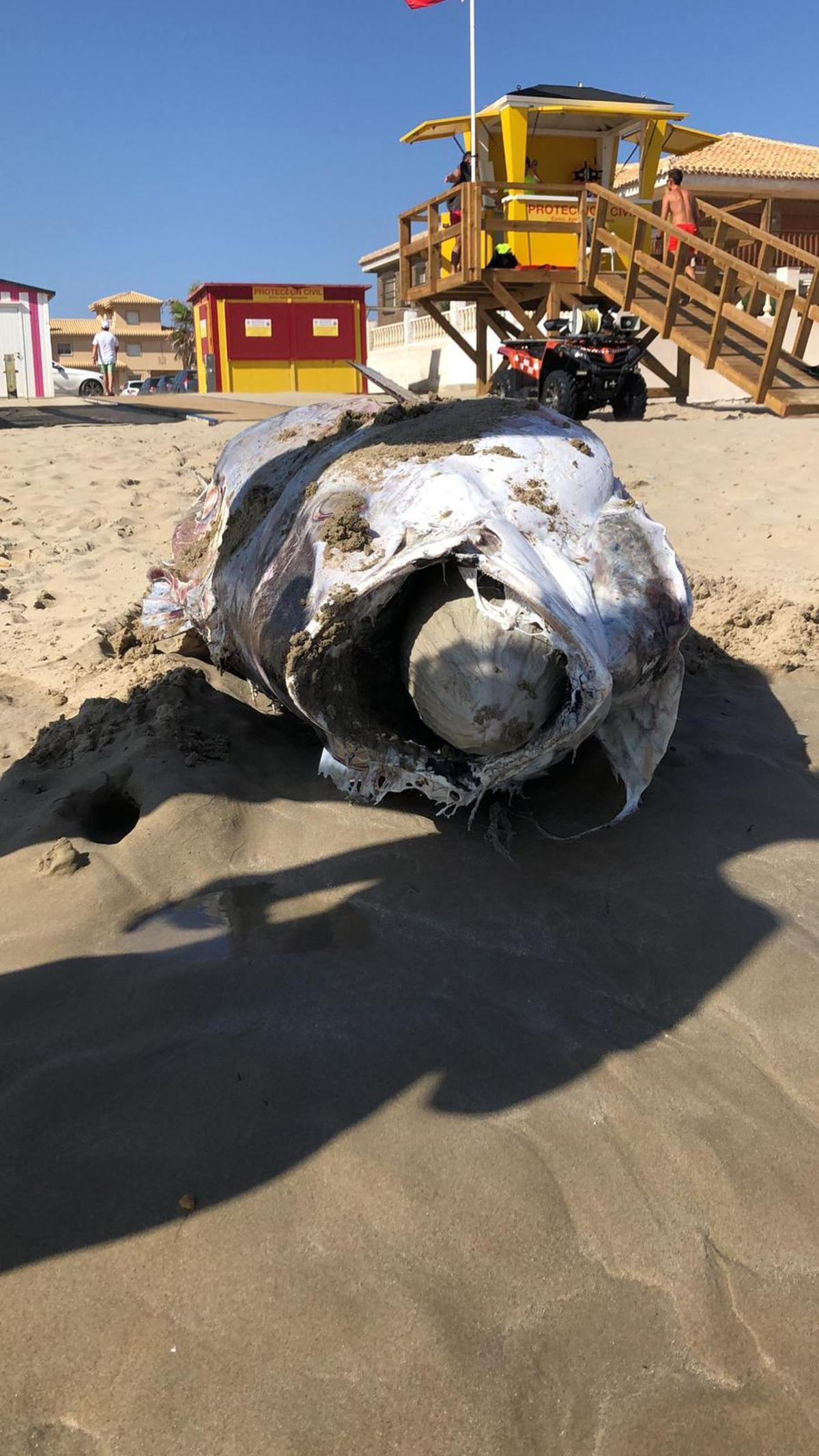 Aparece muerto un atún gigante a orillas del mar en La Manga