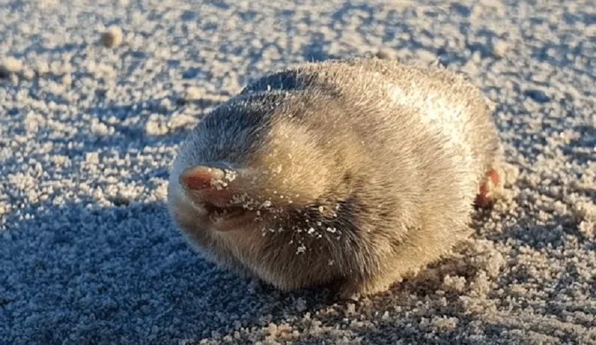 BIODIVERSITAT: El misteriós talp sense ulls que 'reapareix' després de ...