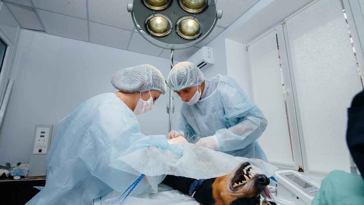 PIOMETRA EN PERROS | ¿Tu perro está en riesgo? Aprende sobre la ...