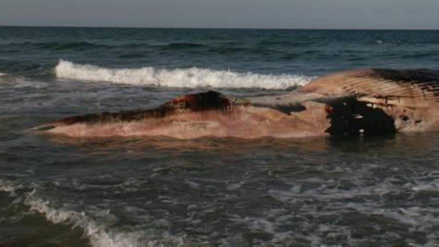 Aparece muerta una ballena en Cullera