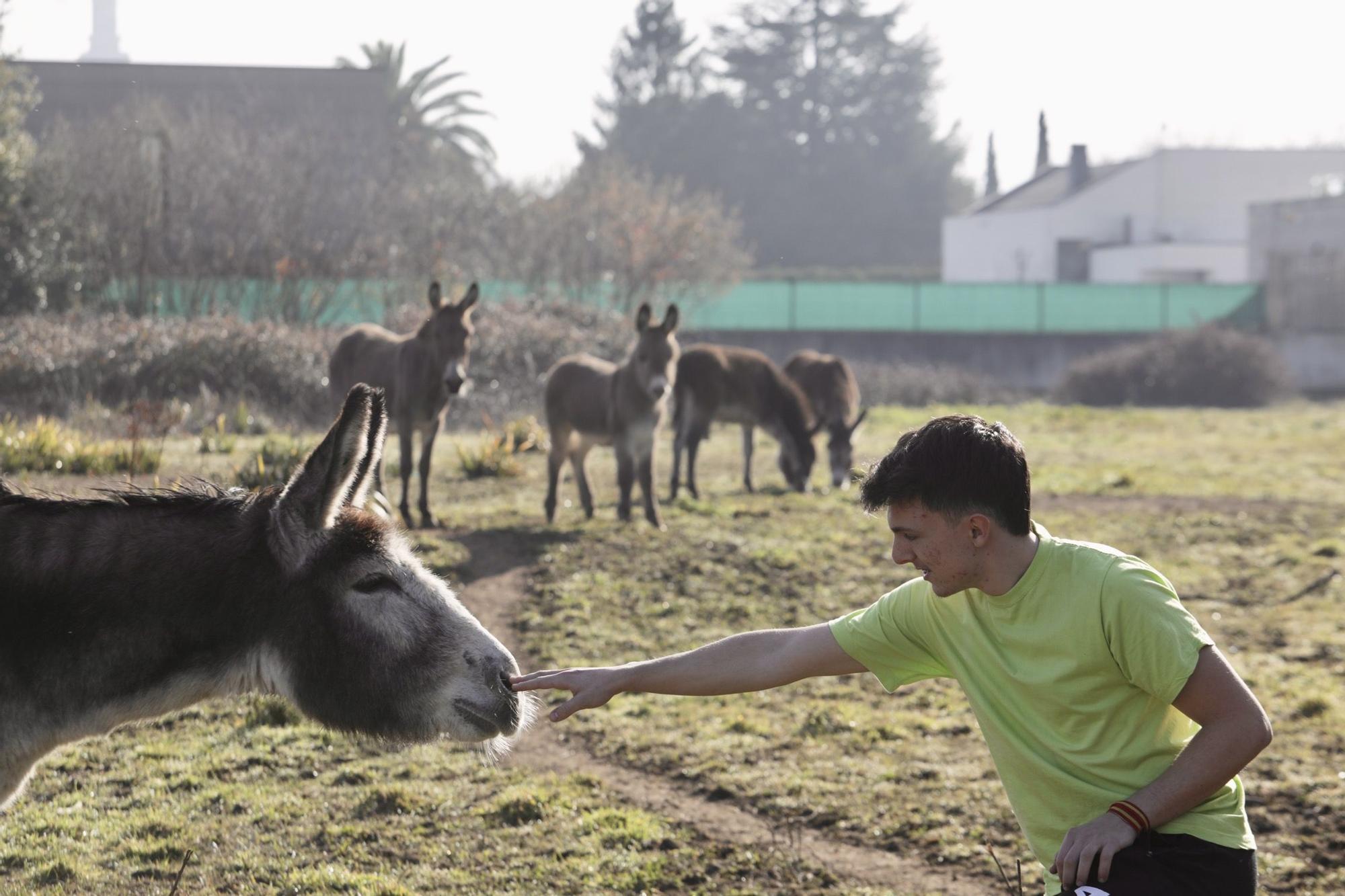 En imágenes: El lío de los cinco burros de La Guía