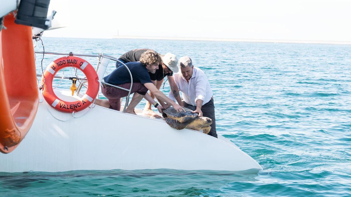 La tortuga número 1.000 vuelve al mar