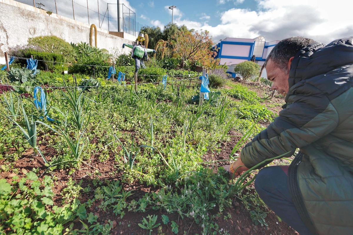 The CEIP El Tablero: Preserving Canarian Tradition