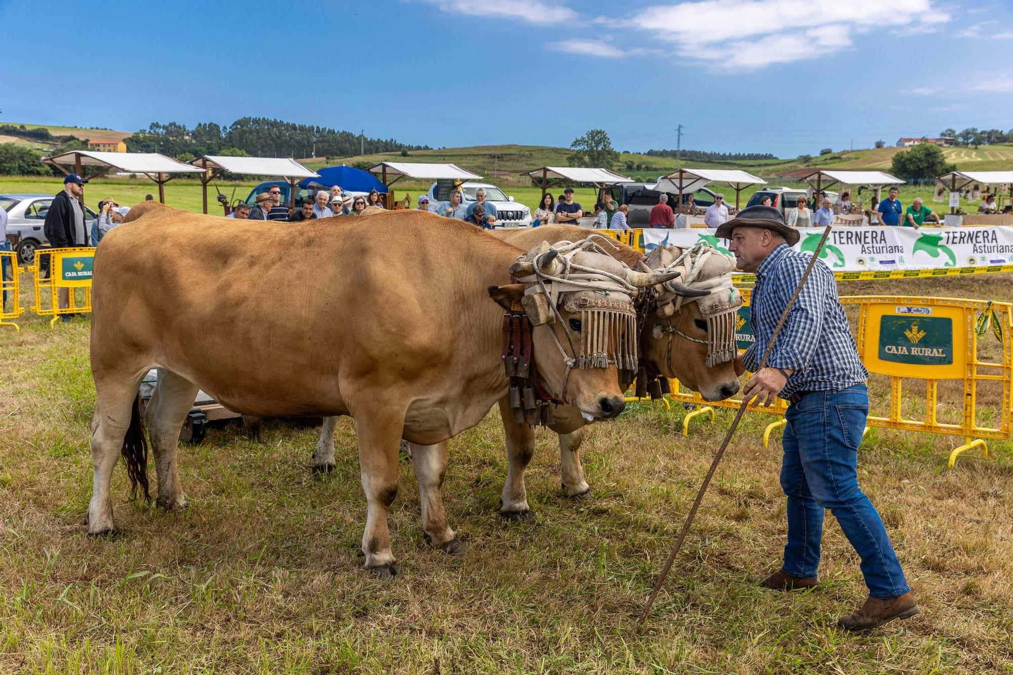 EN IMÁGENES: concurso de arrastre de bueyes en Manzaneda (Gozón)