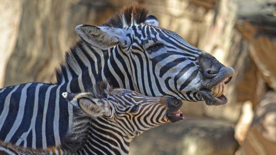 Las tiernas imágenes de una cebra recién nacida