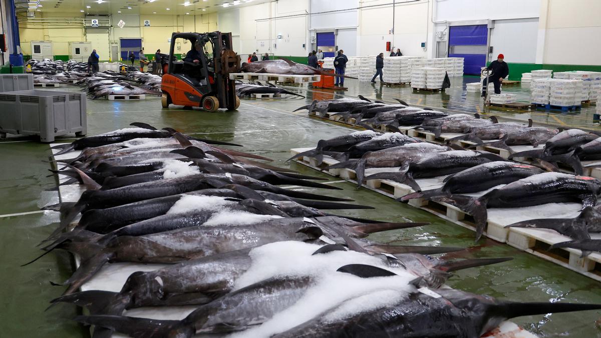 PESCA GALICIA | La importación de pez espada barato echa el cerco al ...