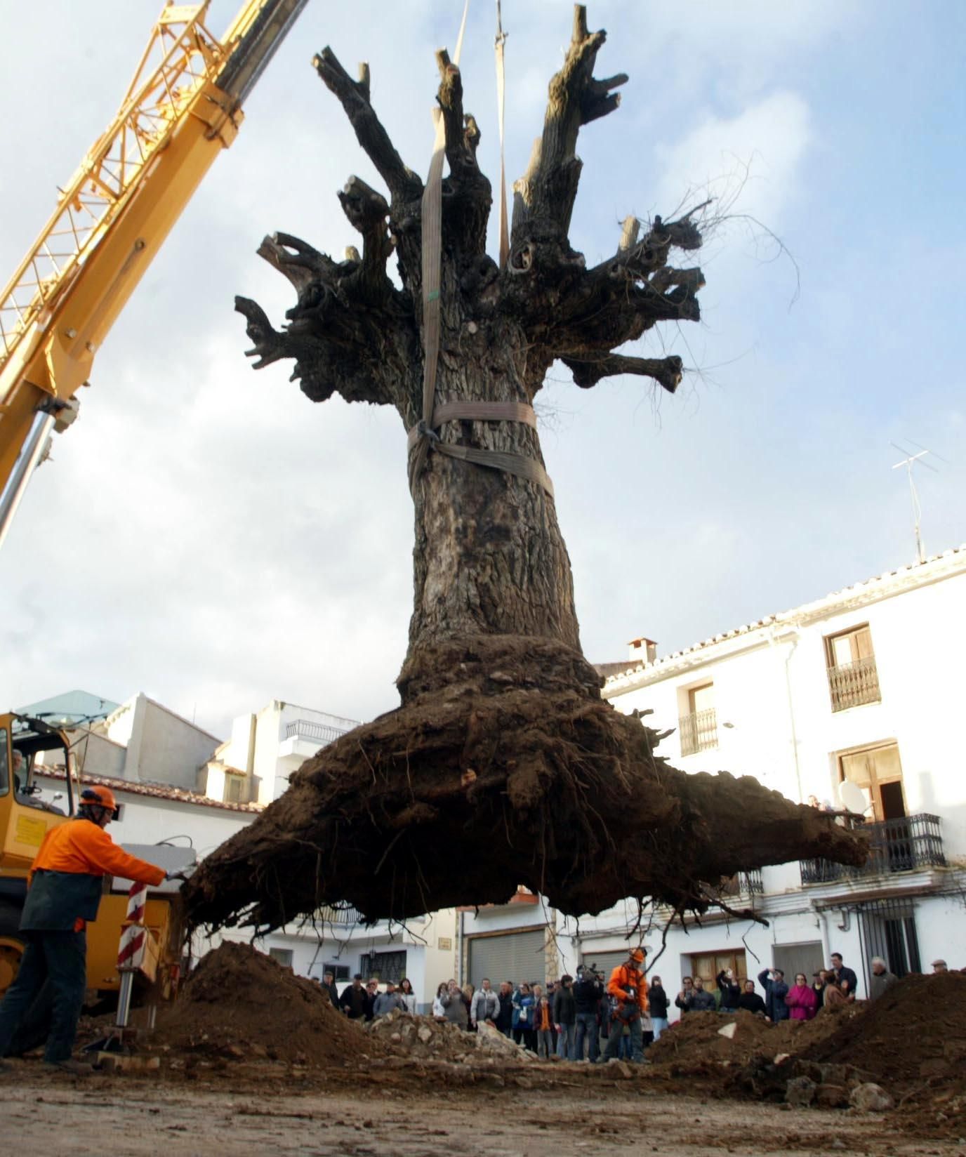 El día que Aras de los Olmos perdió su Olmo: así fue la tala en 2006