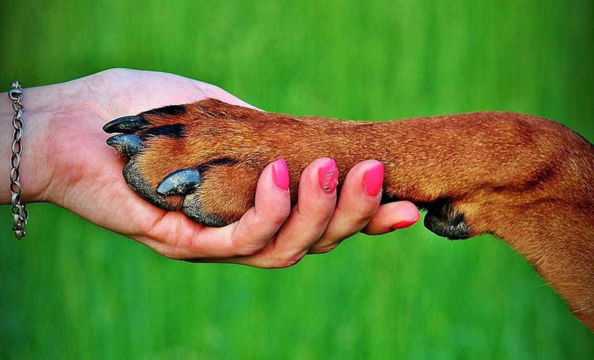 Un perro con cinco dedos