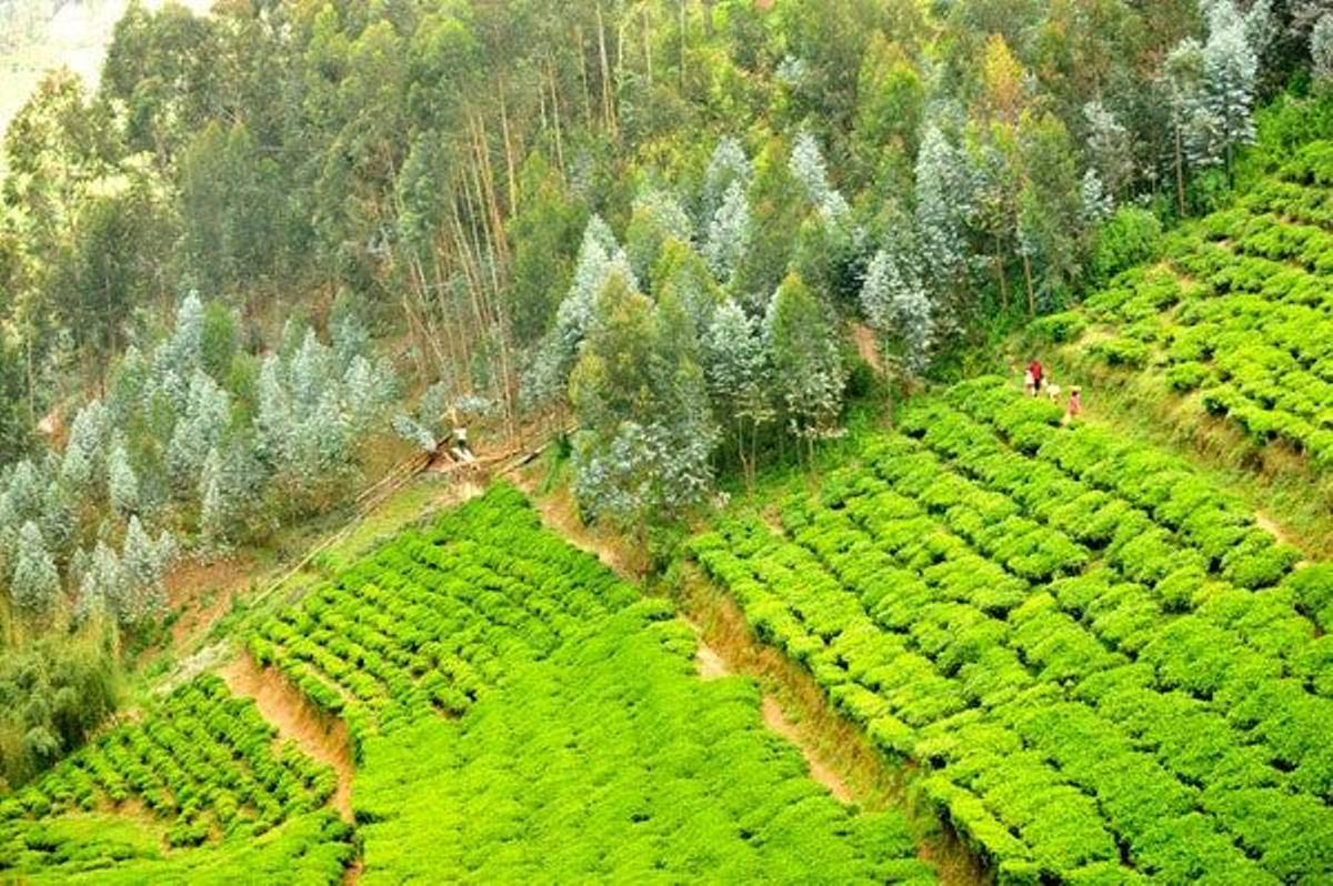 Viaje a Ruanda, el corazón de África - Viajar