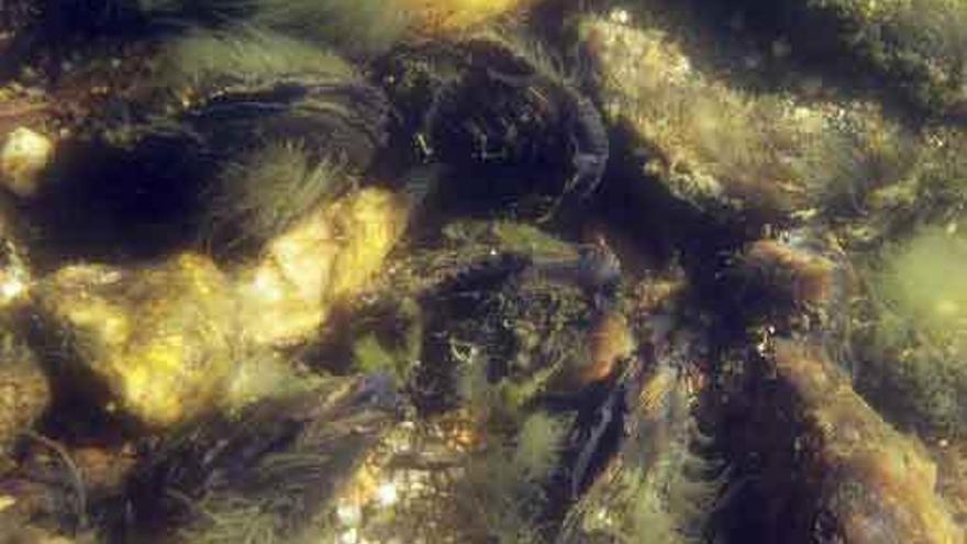 La náyade solo se salva en el río Negro