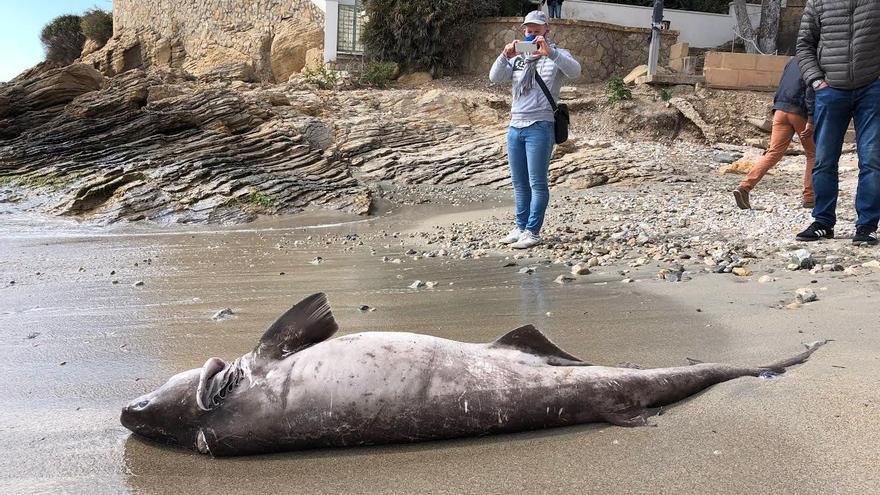 Un pequeño tiburón aparece muerto en la playa de Sant Elm