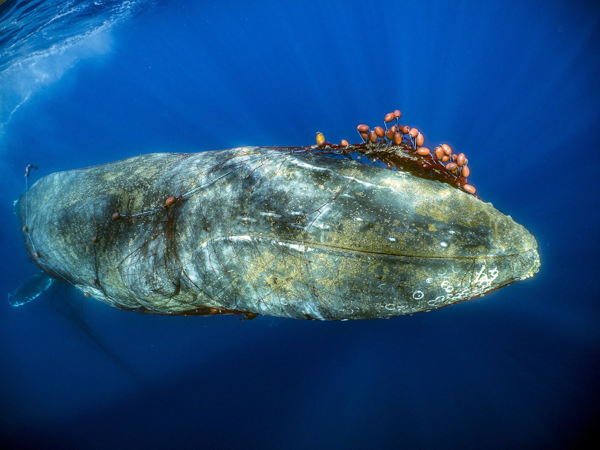 Estas son las fotos ganadoras del Certamen para la Conservación del Mar ...