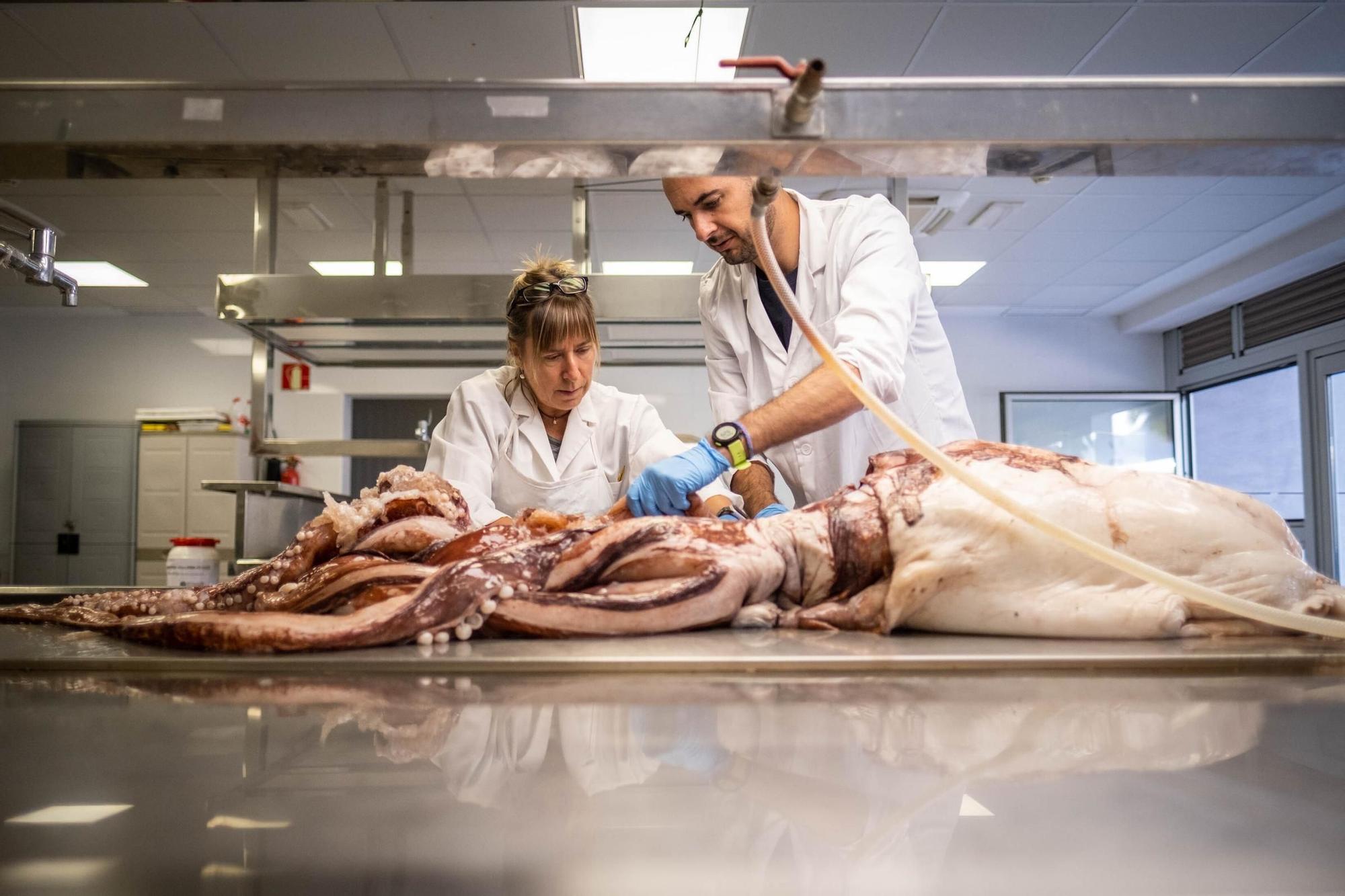 FOTOS: Necropsia de un calamar gigante hallado en aguas de Canarias