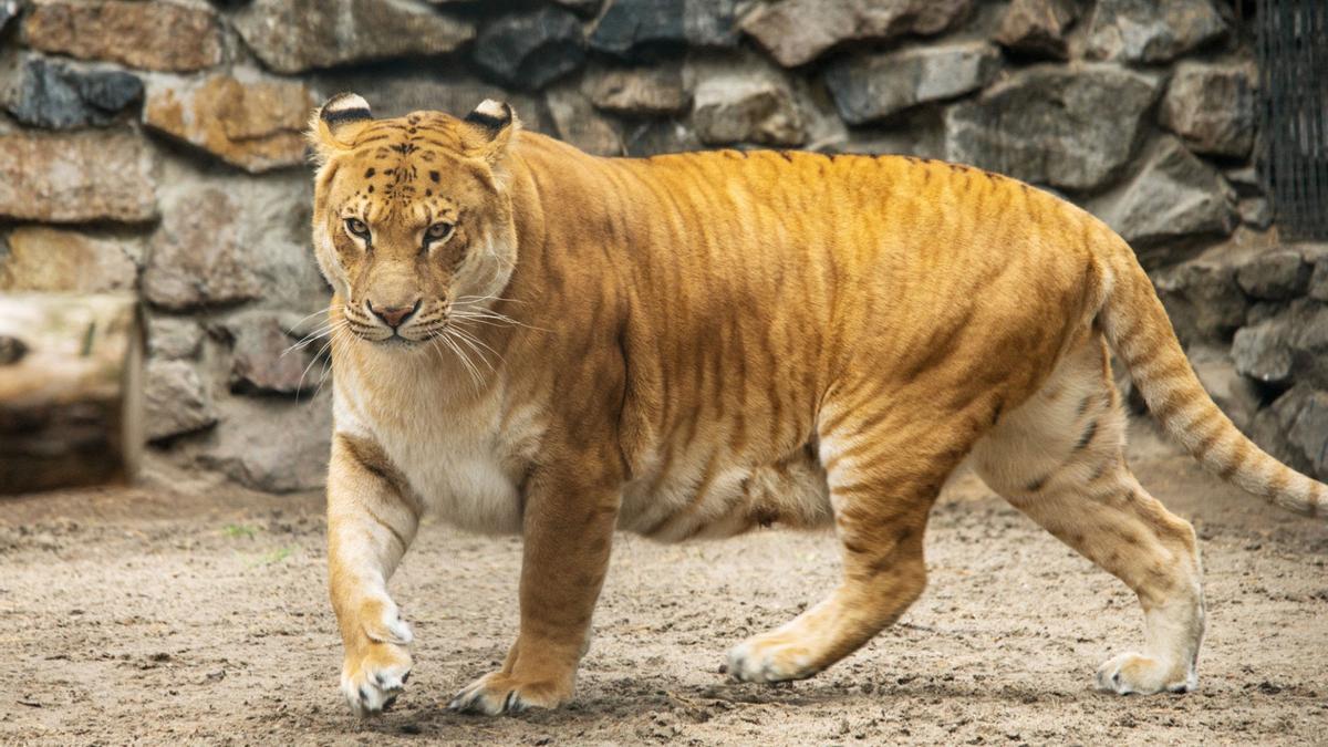 Qué es un ligre o un tigrón