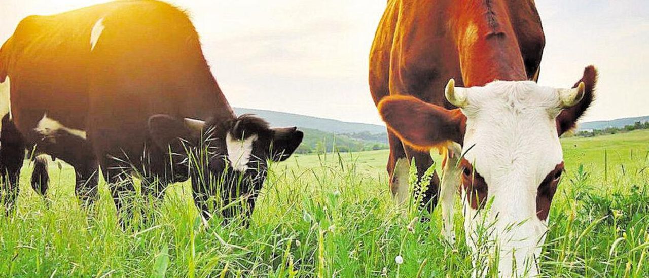 Las Cooperativas Agroganaderas Una Solución Para Llenar La Asturias