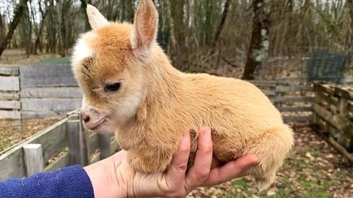 Mascotas exóticas: De animal de granja a mascota de moda: el bum de la ...