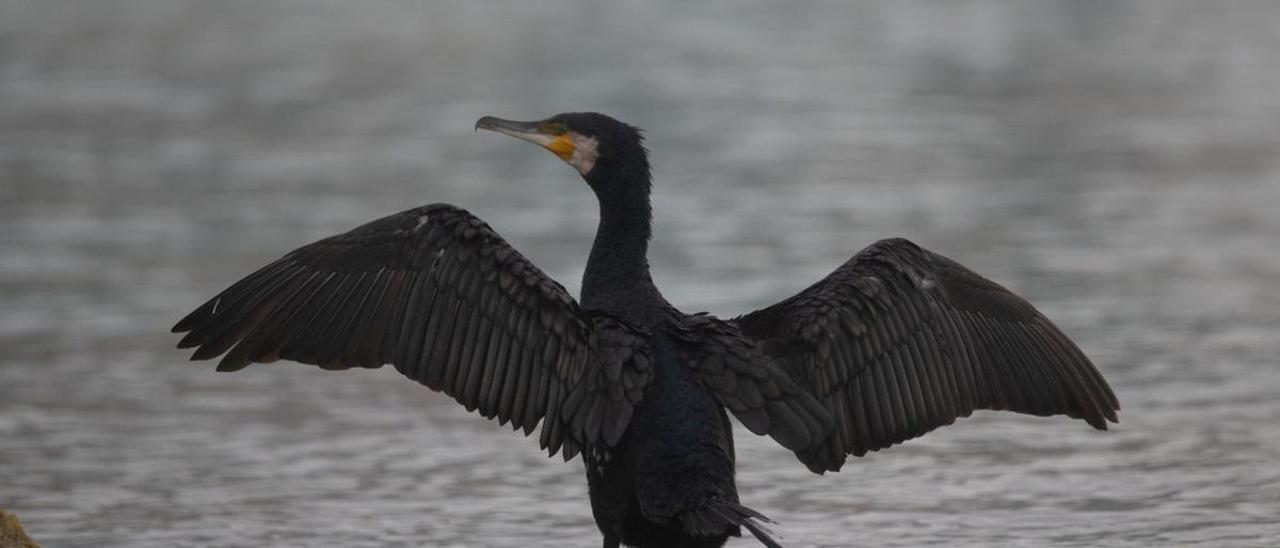 Coses Nostres: La leyenda del gran cuervo de mar - Diario de Ibiza