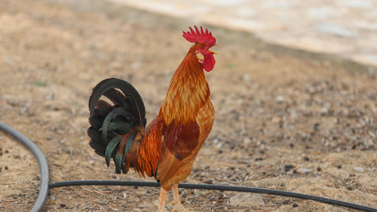 Rojales: De parque a corral de gallinas - Información