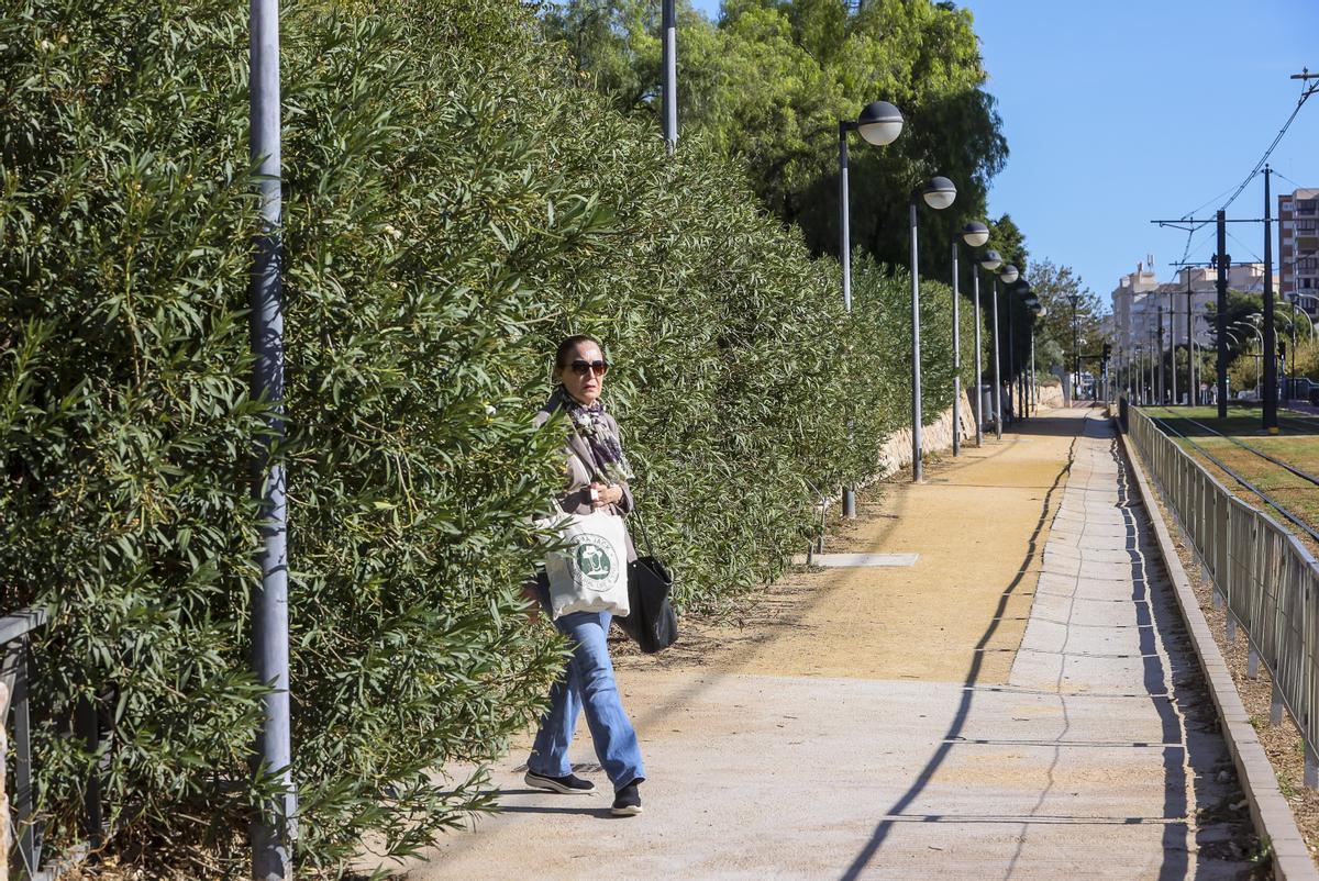 Los vecinos, molestos por la falta de poda en el parque de la avenida ...