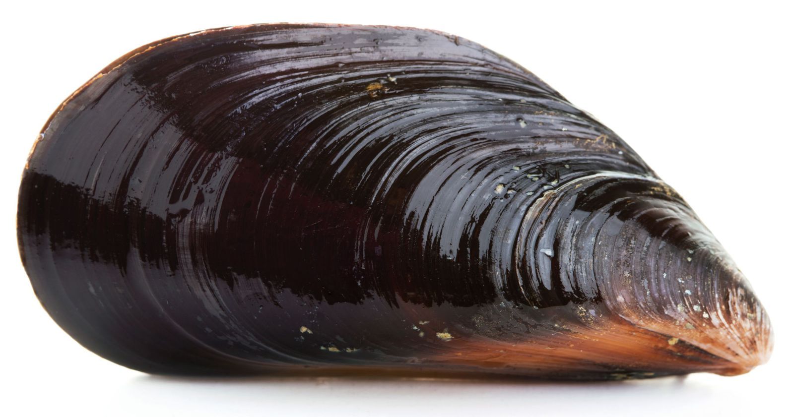 Etapas del cultivo del mejillón en Galicia - Faro de Vigo