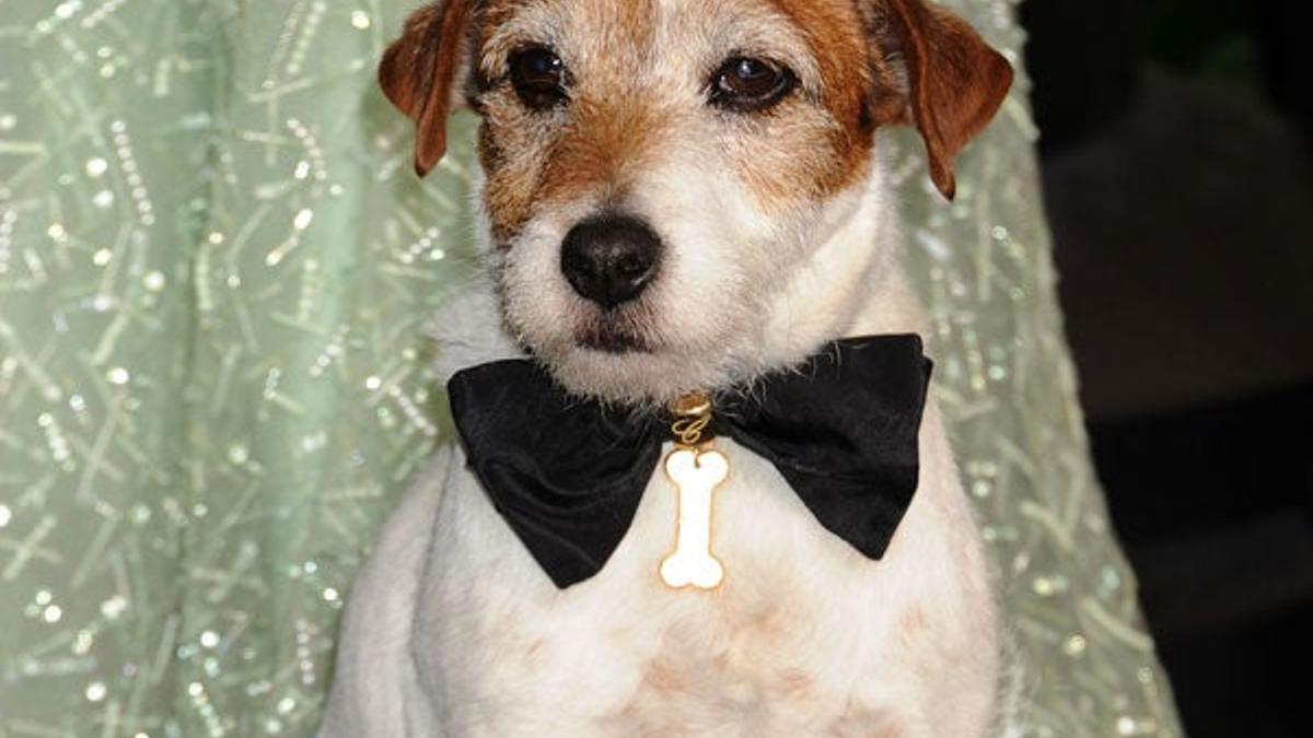 Subastan el collar de Uggie - Cuore