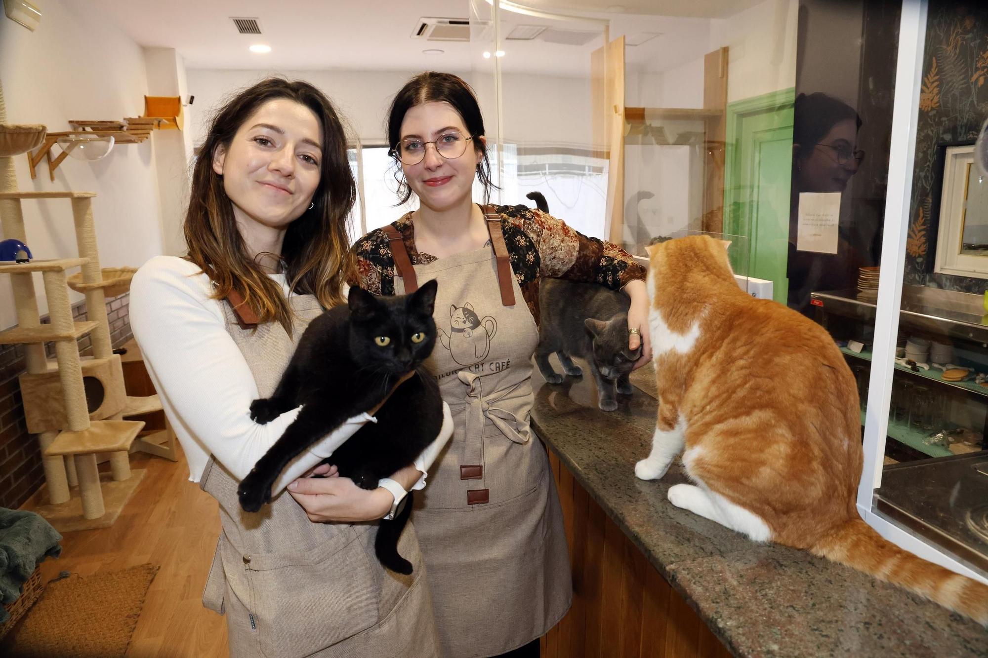 La moda internacional del “cat café” se estrena en Vigo - Faro de Vigo