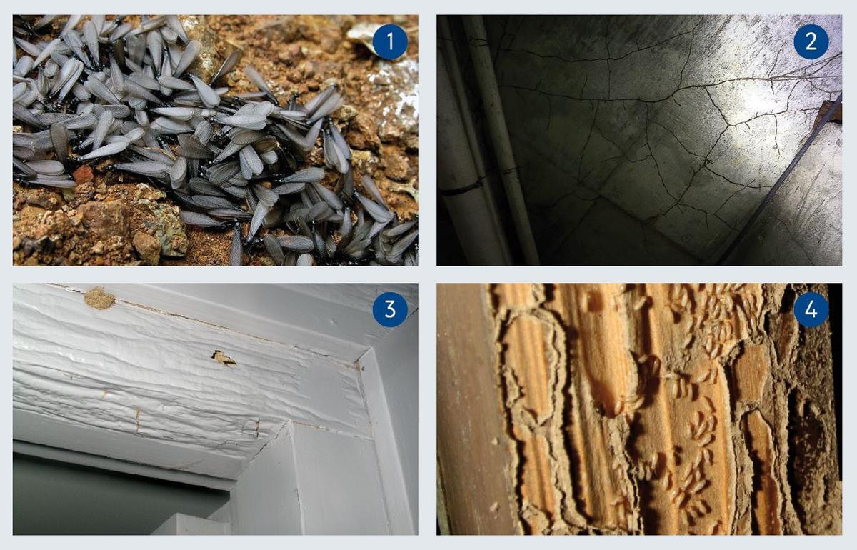 Conoce la forma más eficaz de acabar con las termitas de tu casa en ...