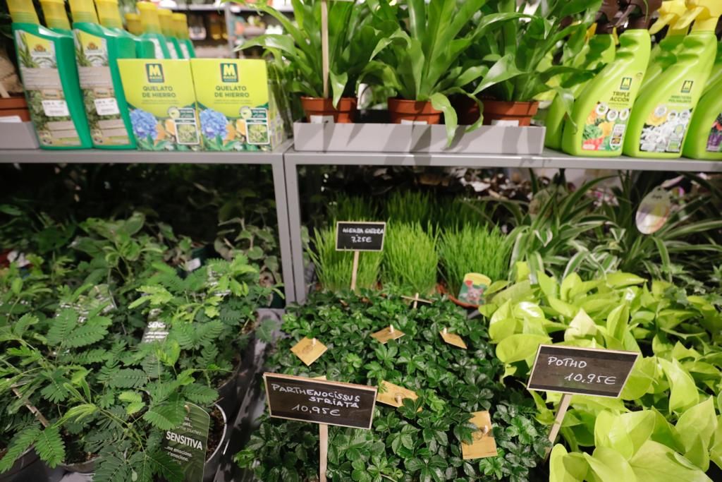 Las fotos de la inauguración de la nueva tienda de jardinería Fronda en ...