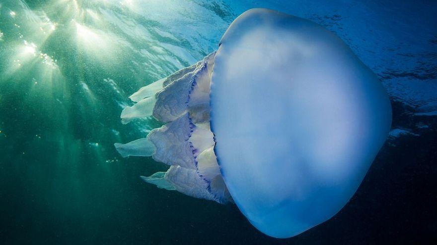 Estas son las 10 medusas más frecuentes en Canarias y su peligrosidad
