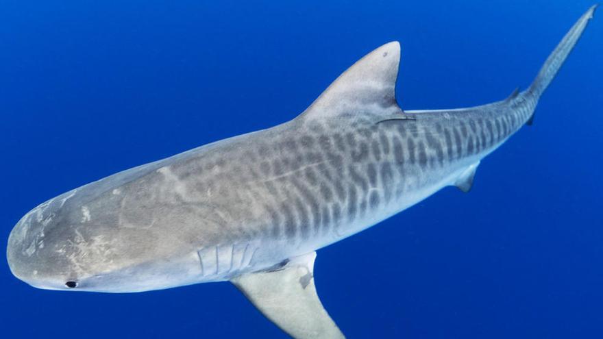 Un biólogo formado en Vigo desvela que el tiburón tigre migra del ...