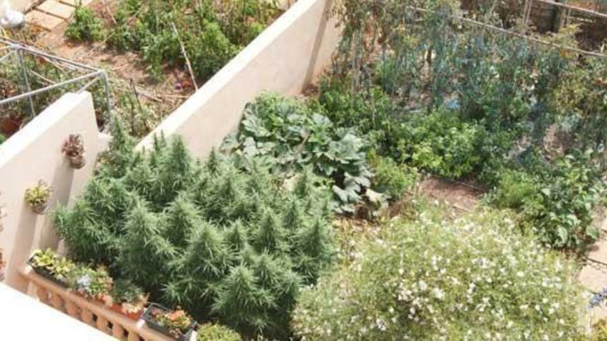Cien kilos de planta de 'maría' en dos huertos de Mallorca