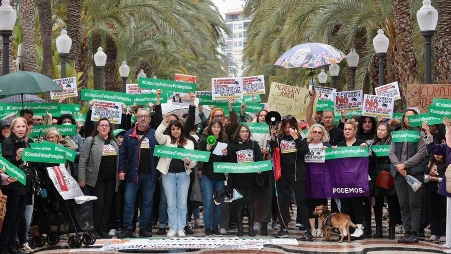 Alicante se concentra por la Ley de Bienestar Animal en defensa de las ...
