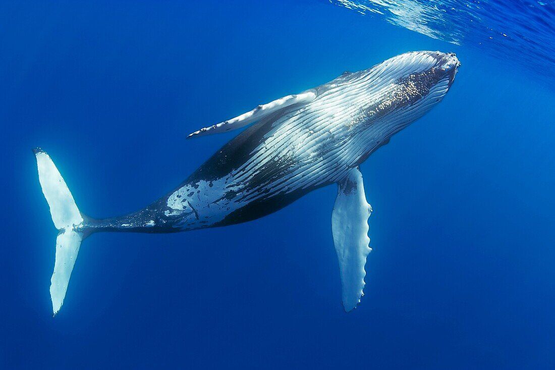 COMUNICACIÓN ANIMAL: Un grupo de científicos logra 'conversar' por primera vez con una ballena ...
