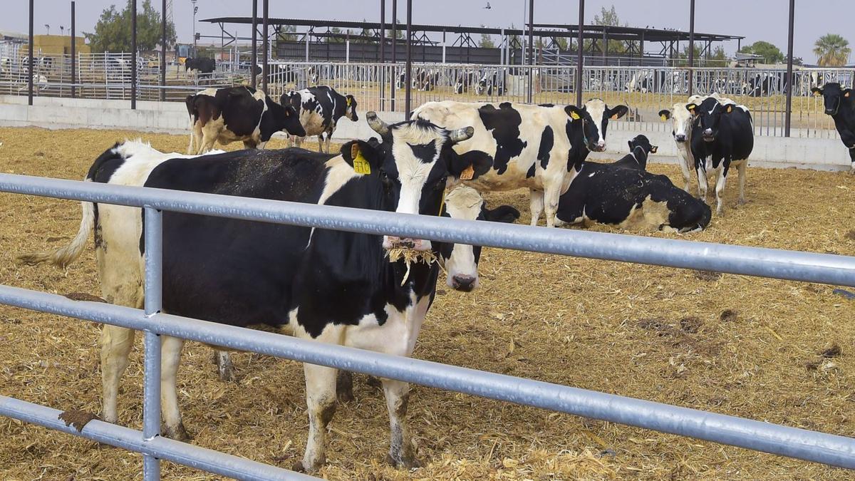 Una isla liberada de macrogranjas - La Provincia