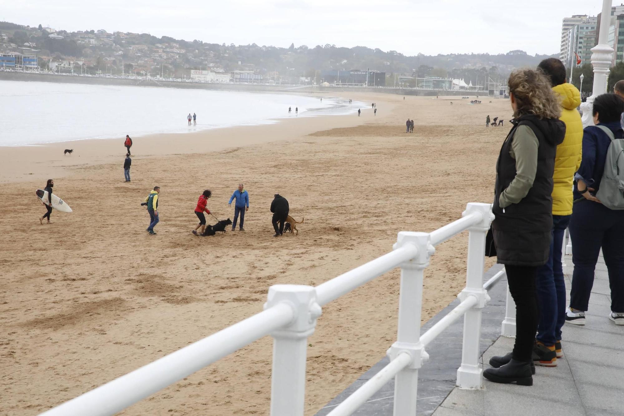 Perros en la playa de San Lorenzo - La Nueva España