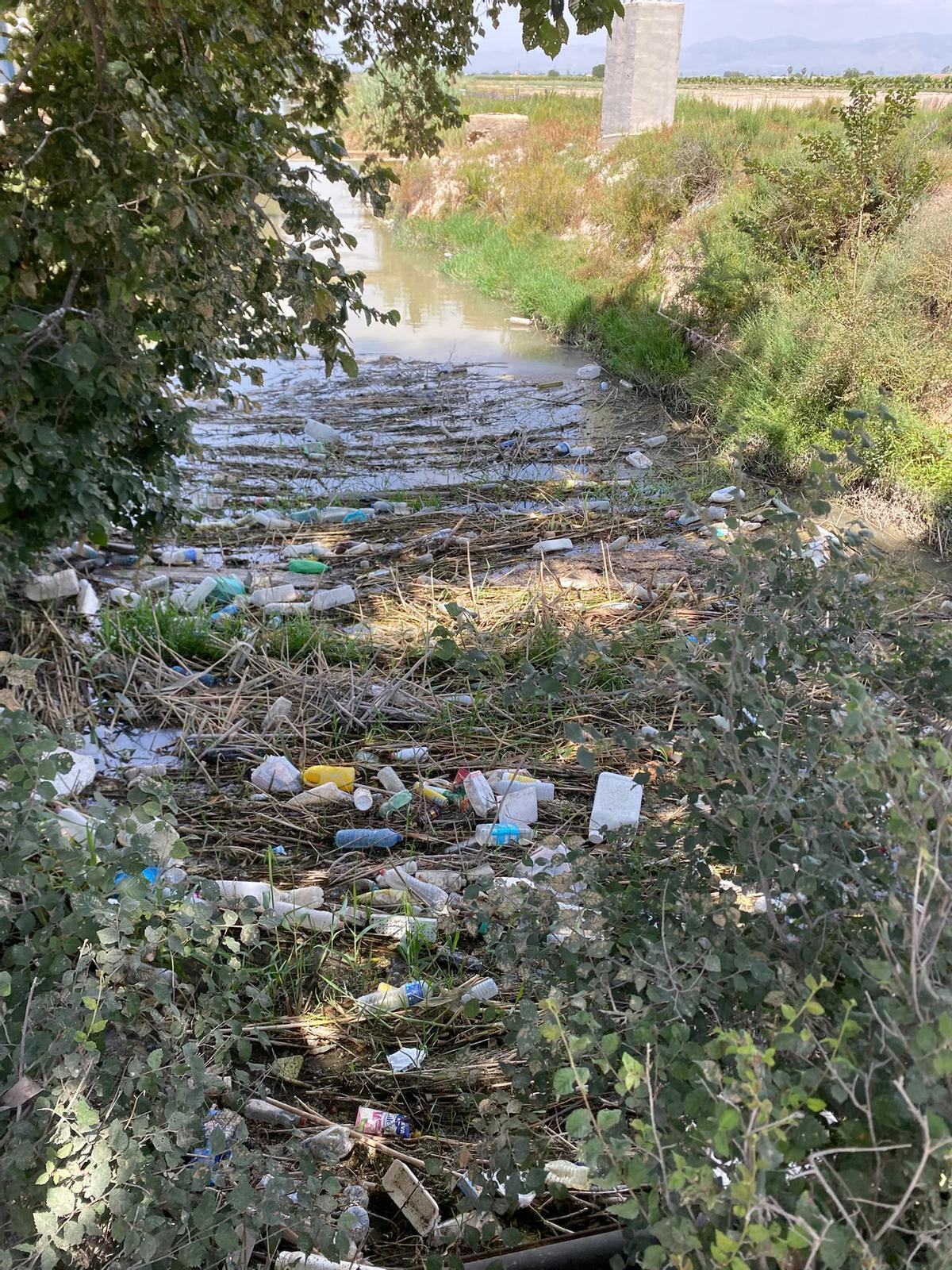 La red de canales permite a la nutria asentarse en El Hondo de Elche ...
