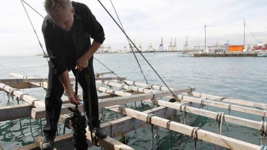 Valencia | Agricultura analiza las aguas del puerto para reabrir las ...