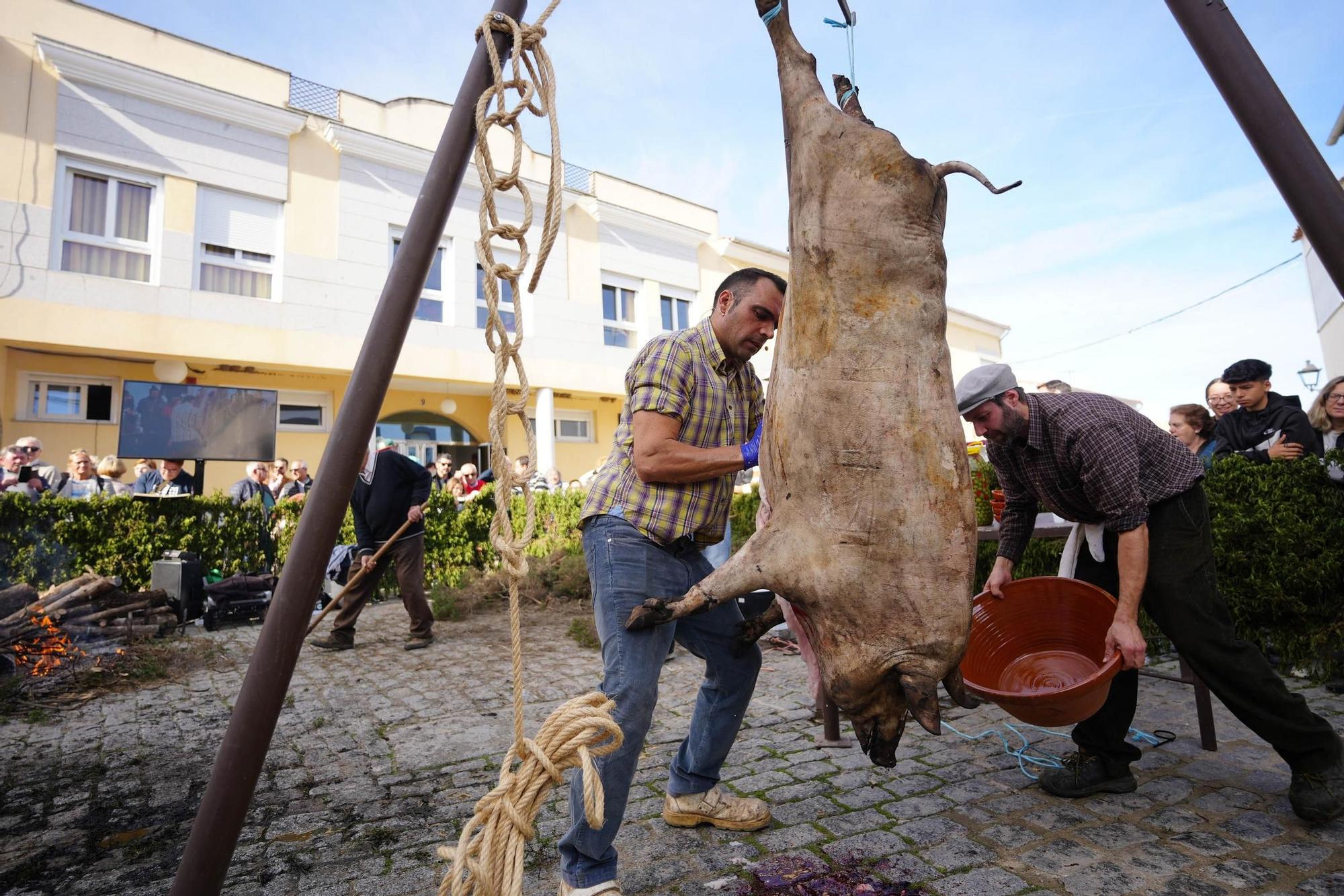 Matanza tradicional del cerdo ibérico en Alcaracejos - Diario Córdoba