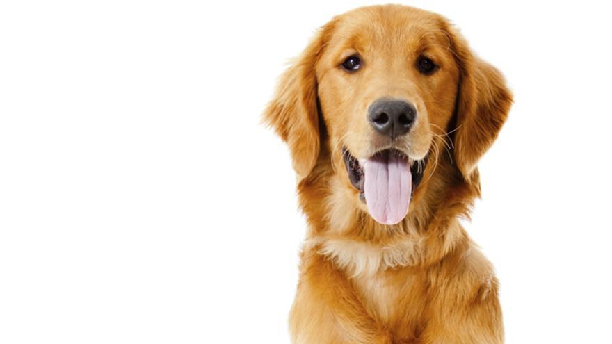 Les 10 millors races de gos per conviure amb nens