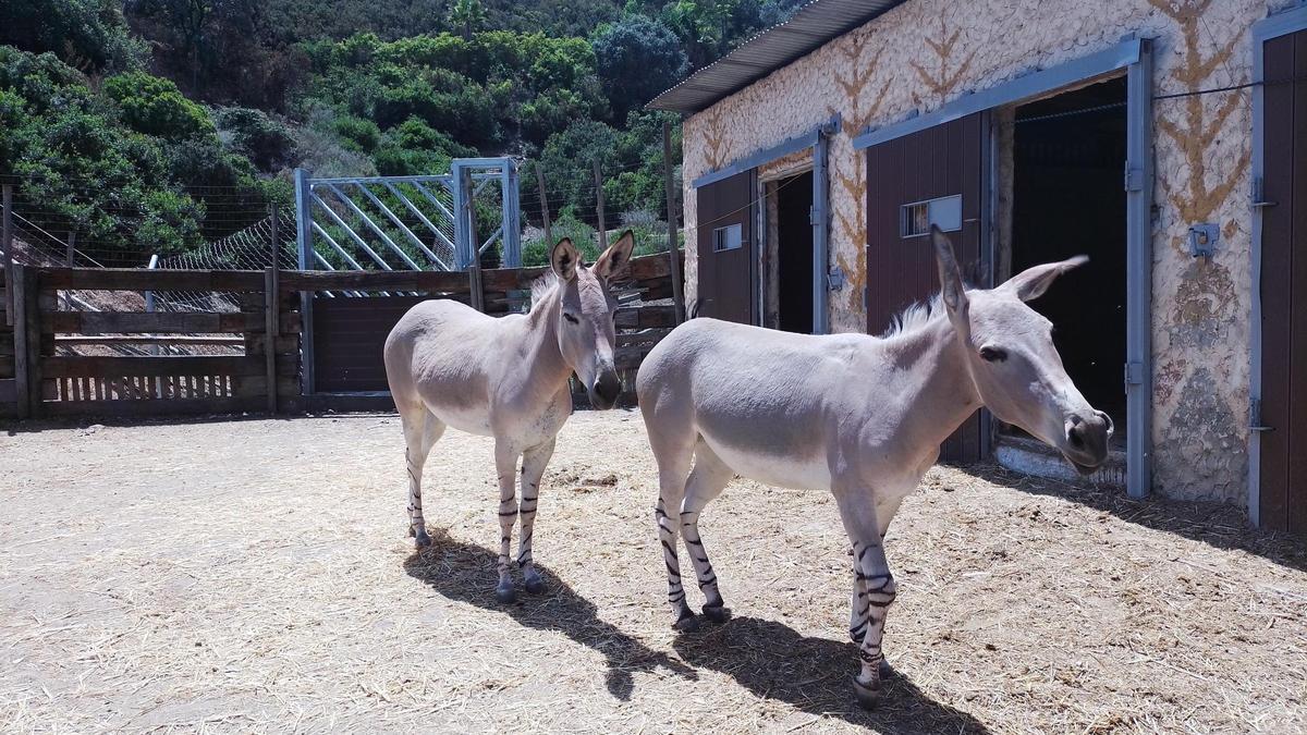 El asno somalí, especie en vías de extinción, llega a Selwo Aventura ...