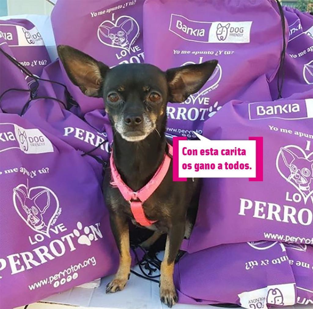 Preparados, listos... ¡Ya! Planazos, Perrotón y mucho más - Cuore