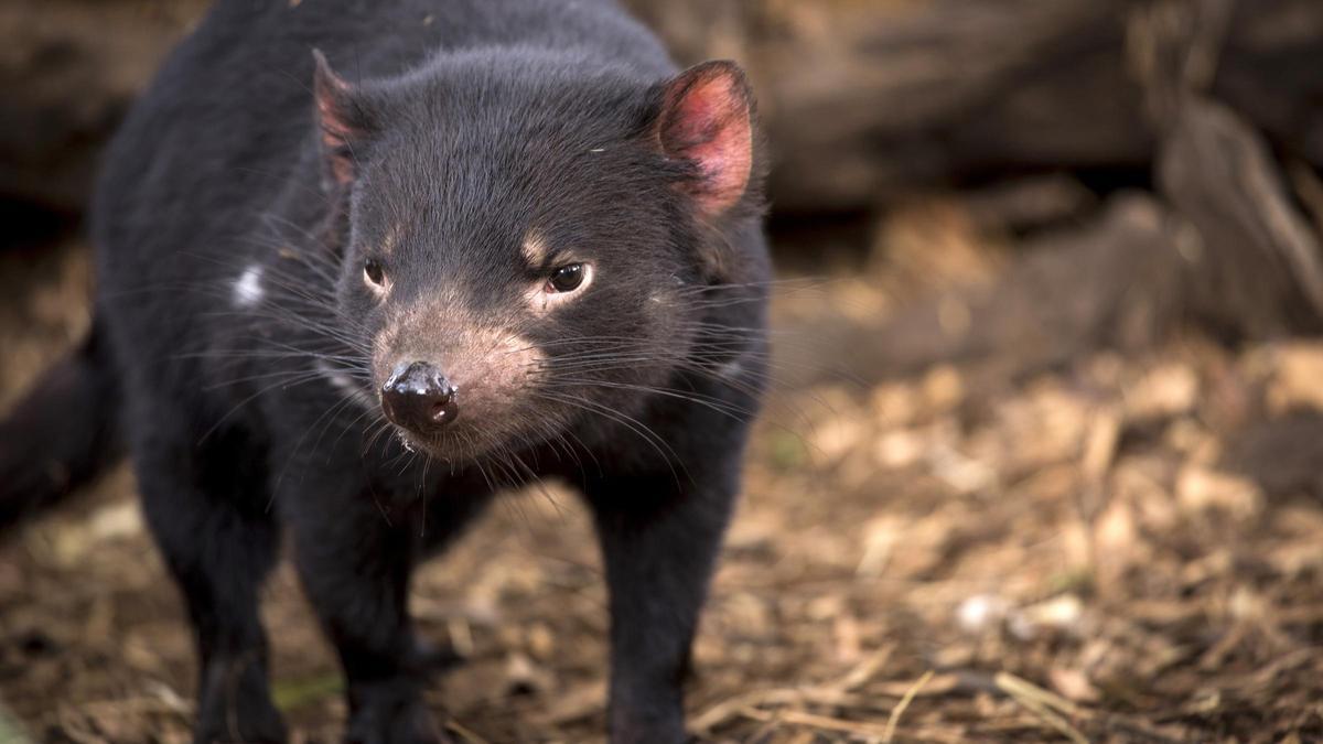El diablo de Tasmania da pistas para que la humanidad aprenda a ...